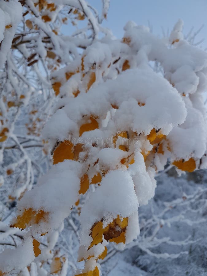 Snow on the Trees in the Fall. Stock Image - Image of fresh, light ...