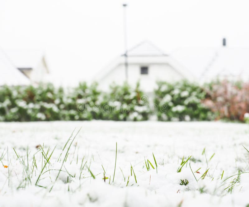 Fresh Snow Cover Over Green Grass Stock Photo - Image of leaf ...