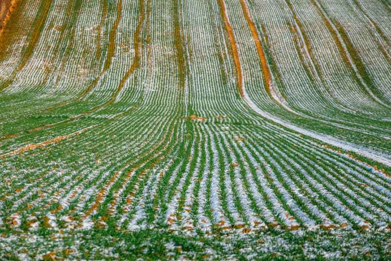 Fresh Snow Covering the Cultivated Field Stock Image - Image of green ...