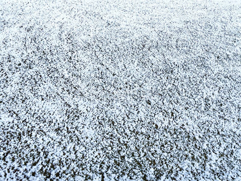 Fresh Snow Covering Grass Surface in Winter Landscape Stock Photo ...