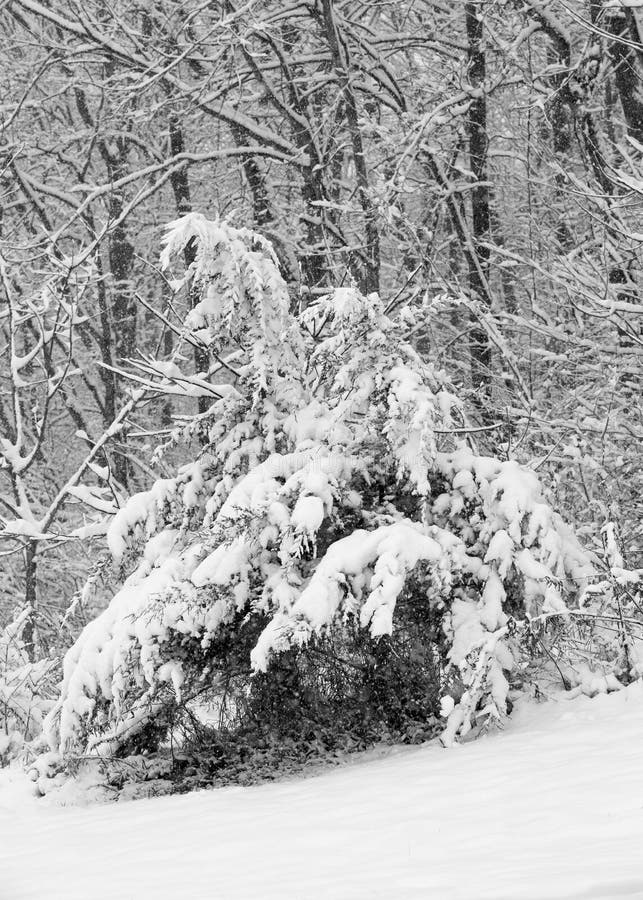 Fresh Snow Covers a Forest of Trees. Stock Photo - Image of forest ...
