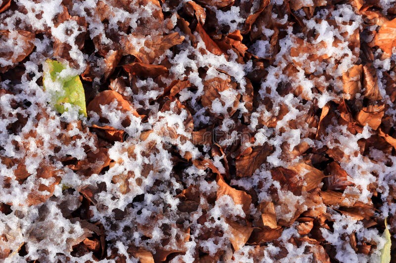 Fresh snow on fall leaves stock image. Image of cold - 300247849