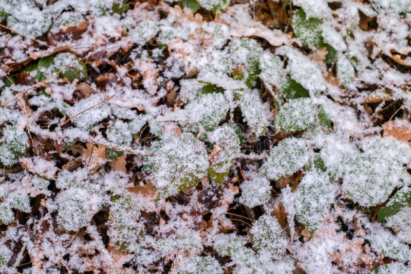 Fresh Snow Falling on Leaves in the Forest Stock Photo - Image of leaf ...