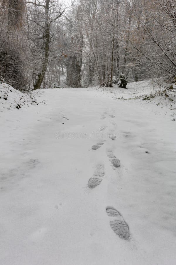 Fresh Snow Hike through the Woods while it S Snowing Stock Image ...