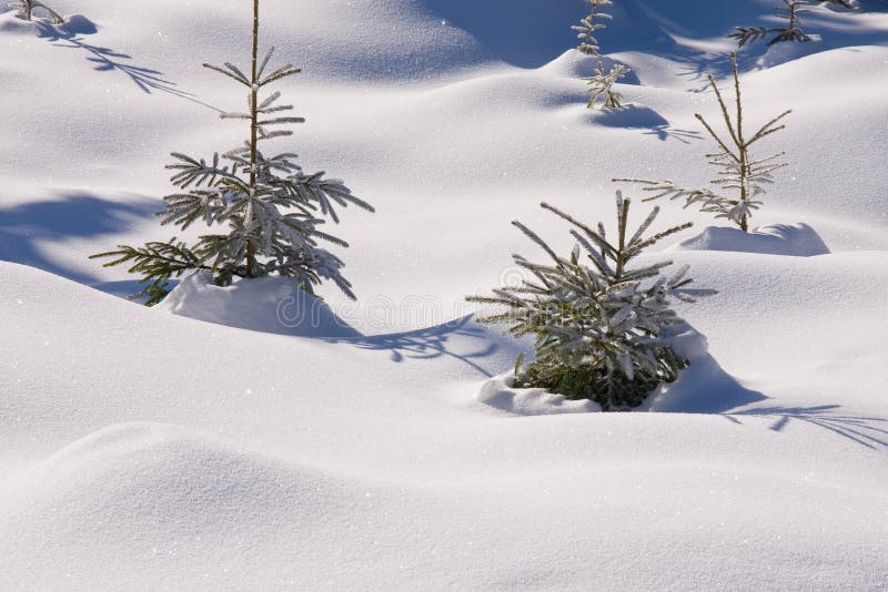 Fresh Snow in the Mountains Stock Image - Image of frosty, christmas ...