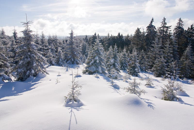 Fresh Snow in the Mountains Stock Image - Image of forest, alpine: 8004289