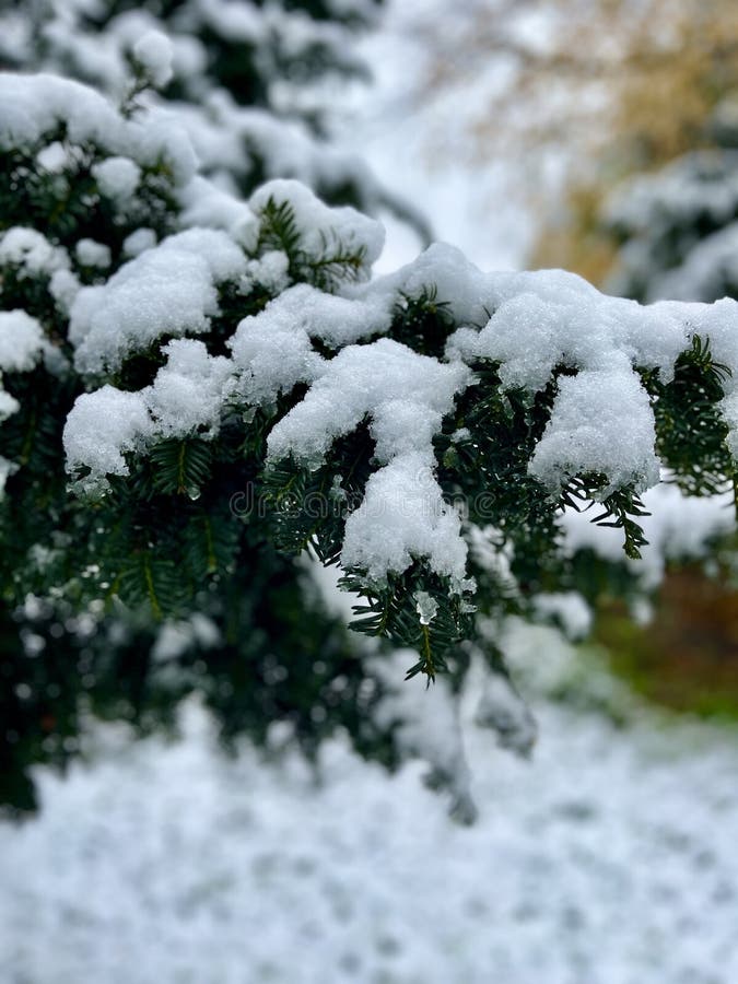 Fresh Snow on the Needles of a Blue Spruce Tree from an Early Winter ...