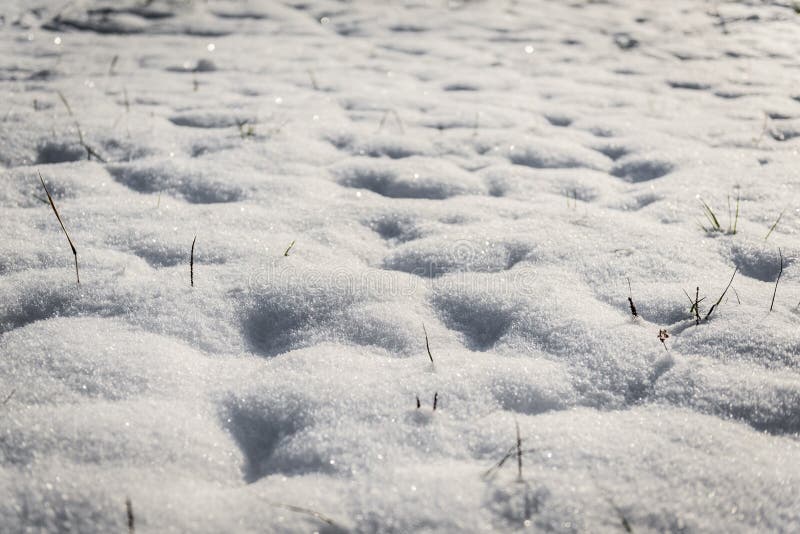 Fresh snow in sunny day stock image. Image of closeup - 28214531