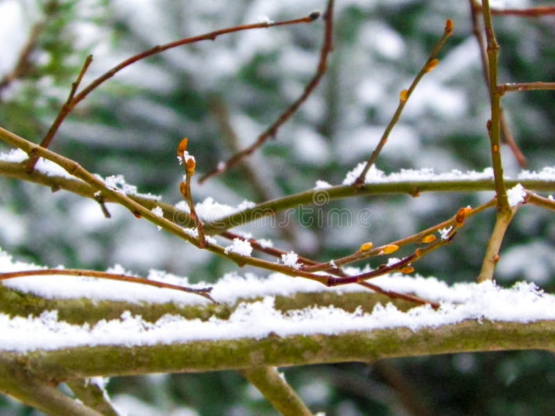 Fresh snow on tree branch stock photo. Image of fresh - 265933214