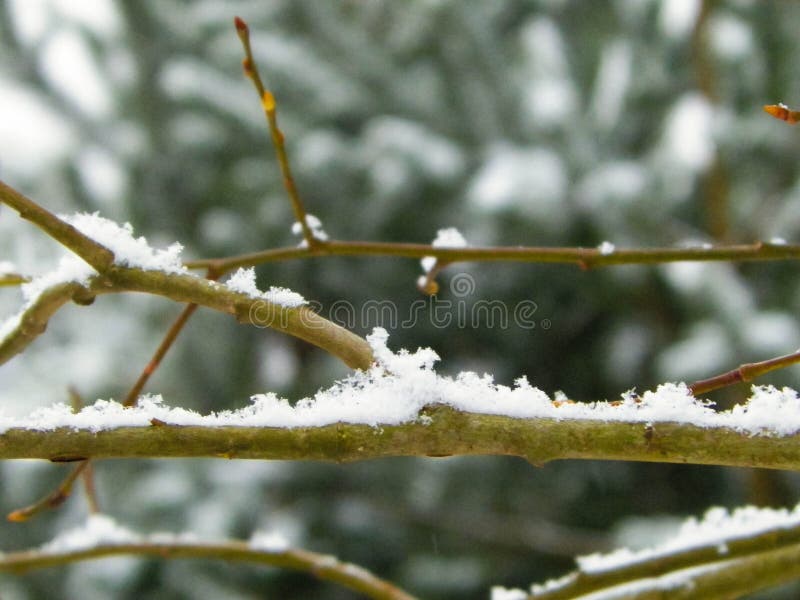 Fresh snow on tree branch stock photo. Image of outdoor - 304473774
