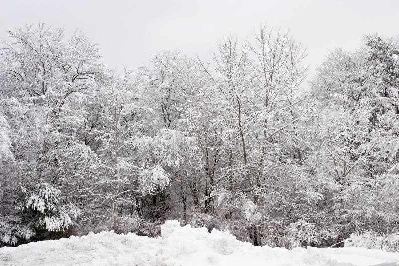 Ice Shines on Icey Trees editorial image. Image of cold - 137126925