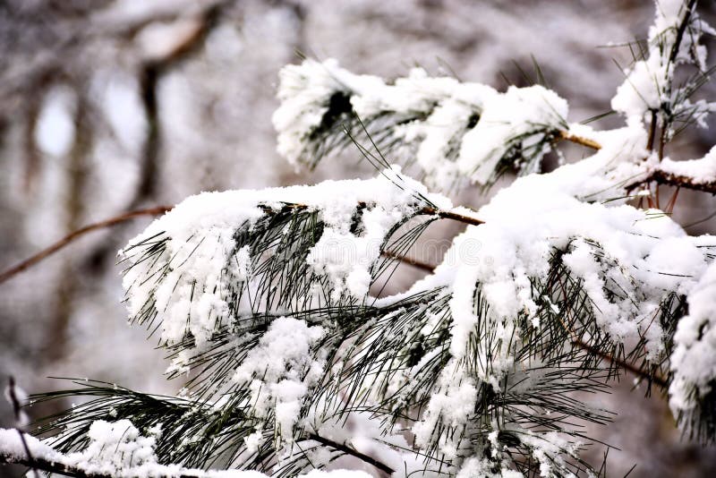 Fresh Fallen Snow on Branches of a Pine Tree Stock Image - Image of ...