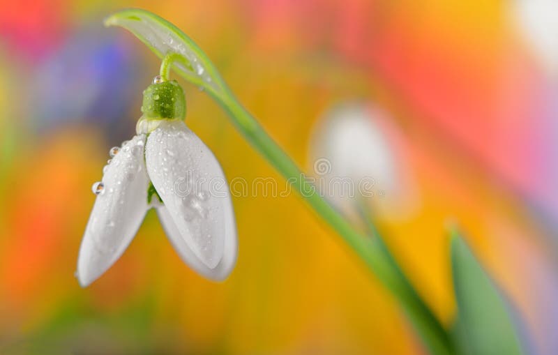 Fresh snowdrop stock photo. Image of sunlight, snowdrop - 29459408
