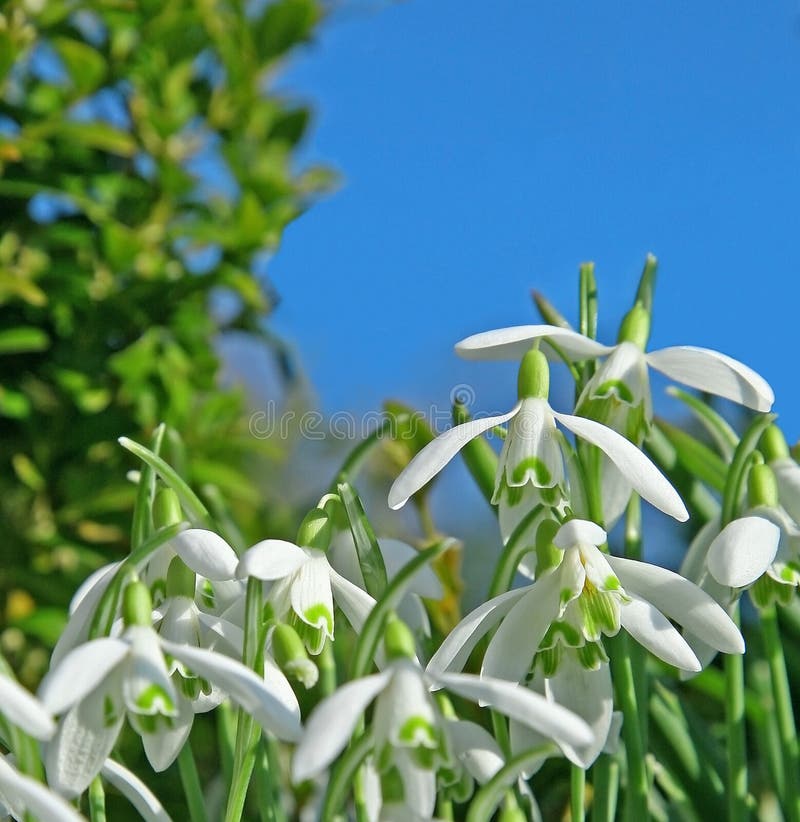 Fresh snowdrops stock photo. Image of blossom, floral - 16996408