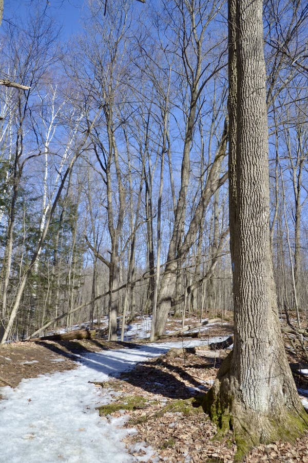 Fresh Snowfall and Bare Trees Casting Long Shadows Along Hiking Trail ...