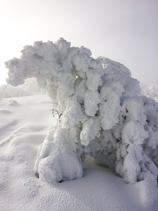 Fresh Snowfall Covered Completely Trees on the Top of the Mount Stock ...