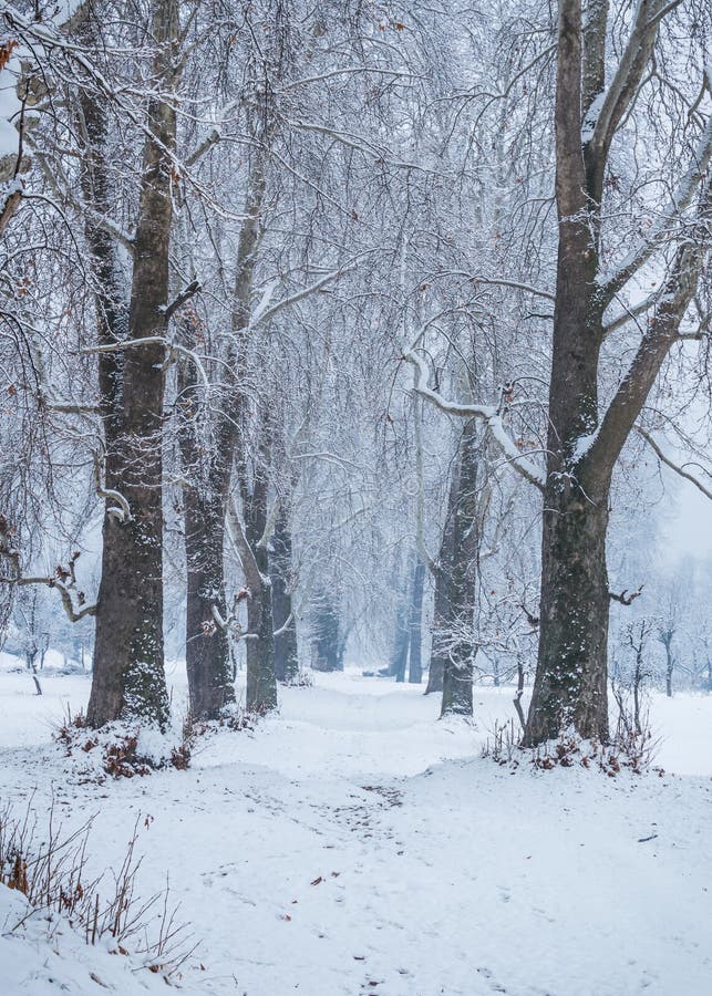 Fresh Snowfall on Trees without Leaves. Snow Covered Trees on Both ...