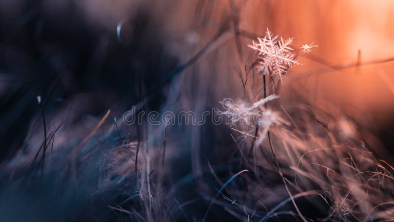 Fresh Snowflake on a Furry Coat with Orange Sun in the Background Stock ...