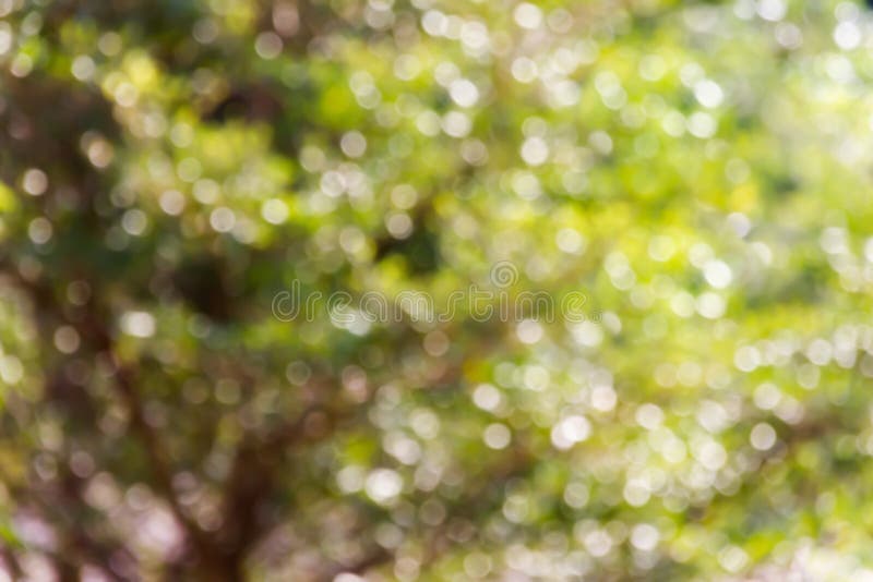 Fresh Soft Green Colour Bokeh Bush Tree and Sunlight Stock Image ...