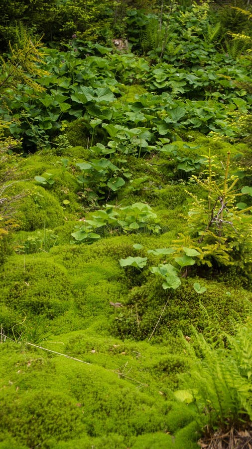 Fresh soft moss bed stock image. Image of landscape - 143393477
