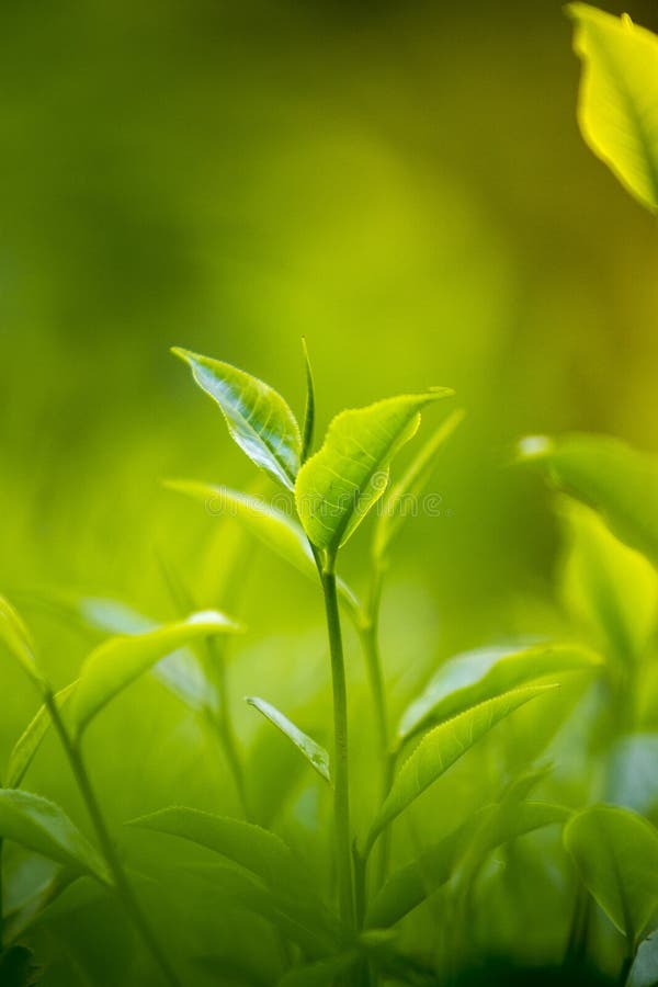 Fresh and Soft Tea Leaves in Fresh Garden. Stock Photo - Image of ...