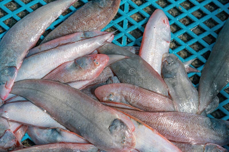 Fresh Sole Fish or Solea Solea Fishes in the Basket Stock Photo - Image ...