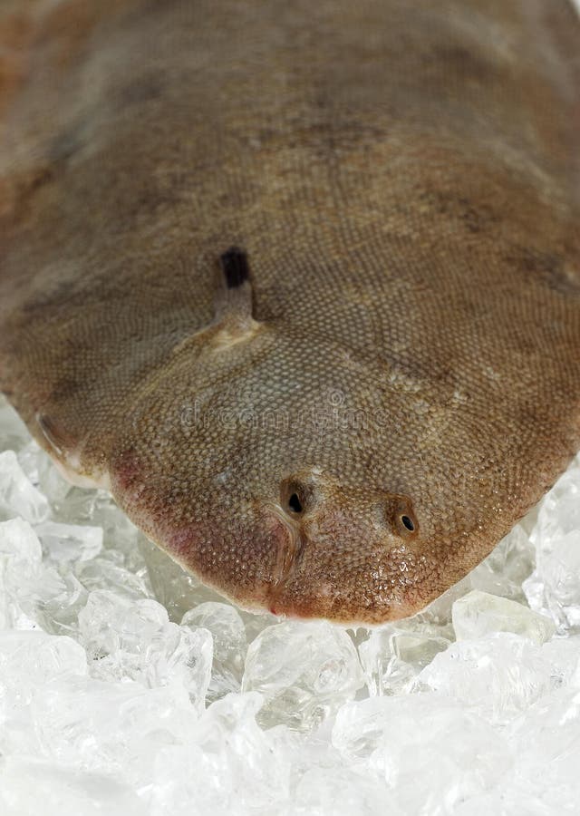 SOLE Solea Solea, ADULT CAMOUFLAGED on MIXED GRAVEL SEABED, FRANCE ...