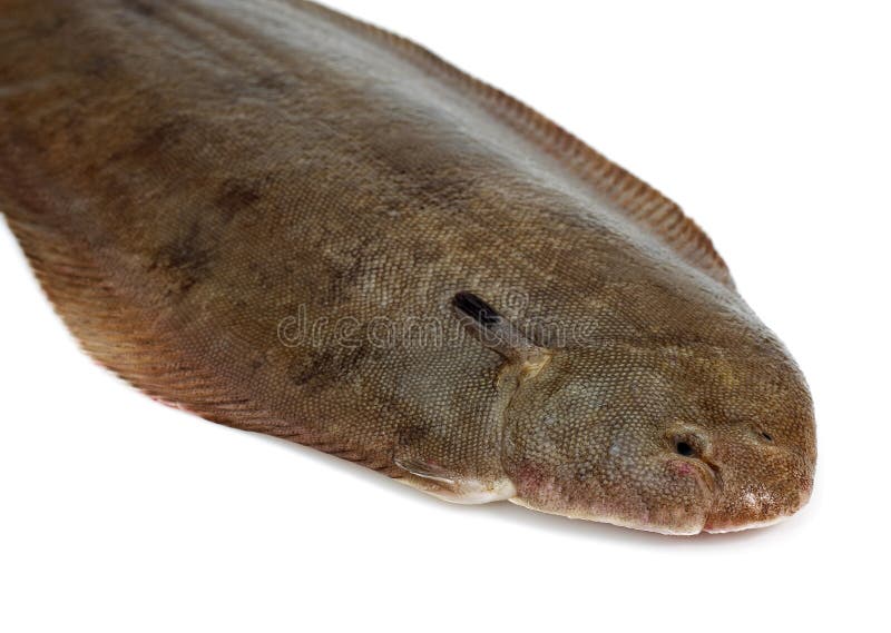 SOLE stock image. Image of solea, white, individual - 170115065