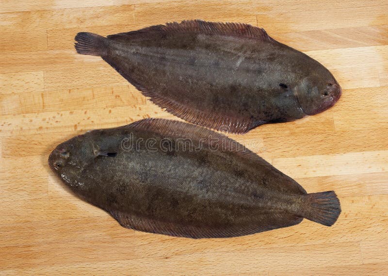 Sole stock photo. Image of flatfish, indoor, soleidae - 172734046