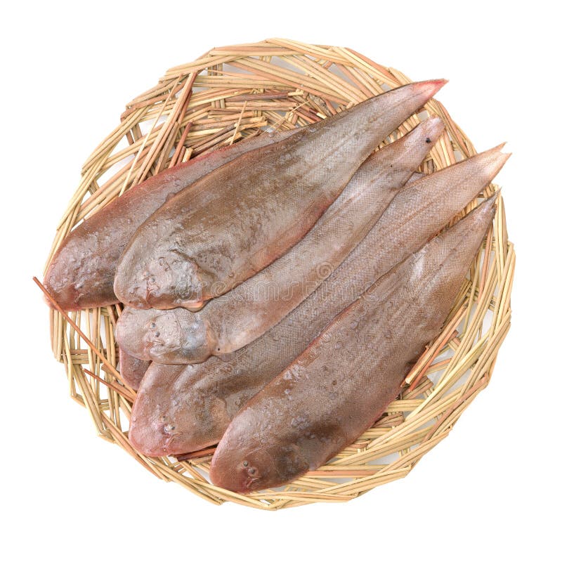 Fresh Sole fish stock photo. Image of food, white, fresh - 135213448