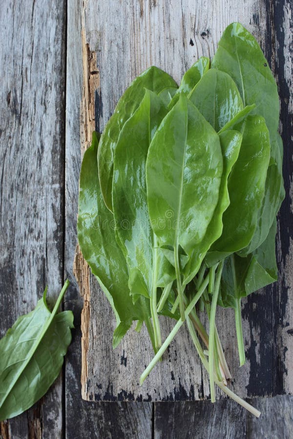 Fresh sorrel stock photo. Image of green, healthy, country - 34807478