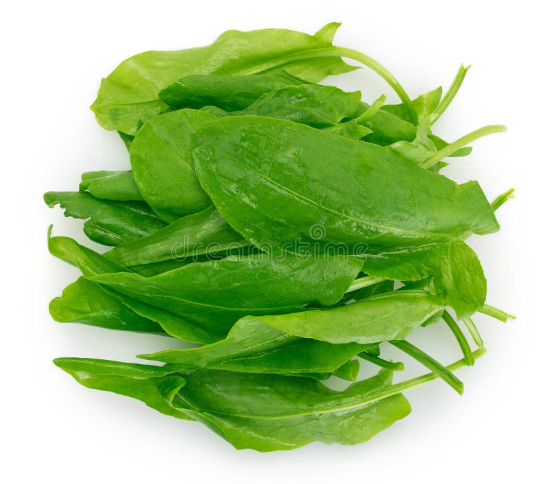 Fresh Sorrel on White Background Stock Image - Image of fresh ...
