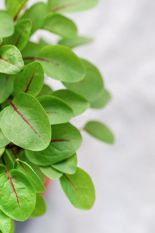 Fresh sorrel microgreens stock image. Image of healthy - 291266767