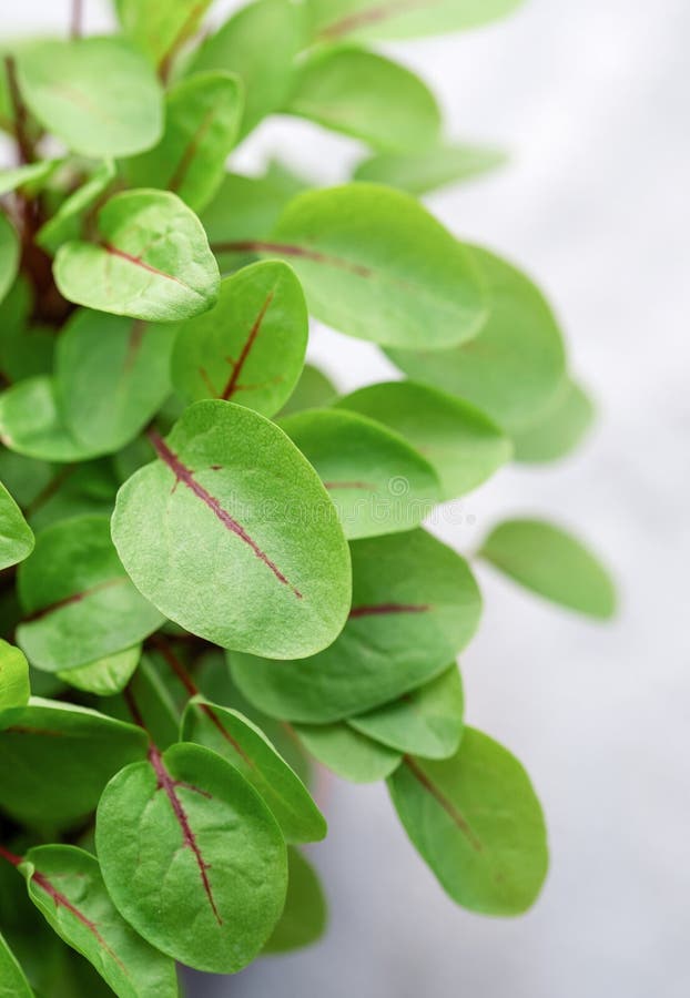 Fresh sorrel microgreens stock image. Image of spring - 290093349