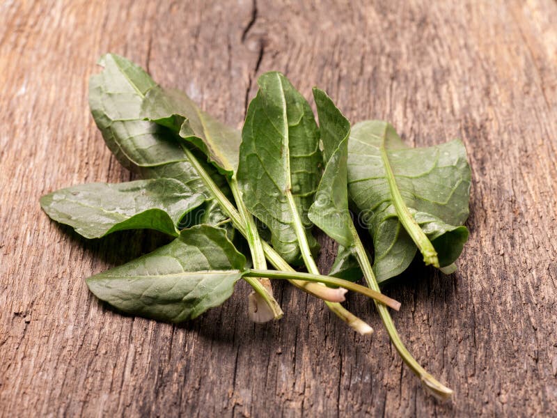 Fresh sorrel vegetable stock image. Image of sorrel, herbal - 90572269