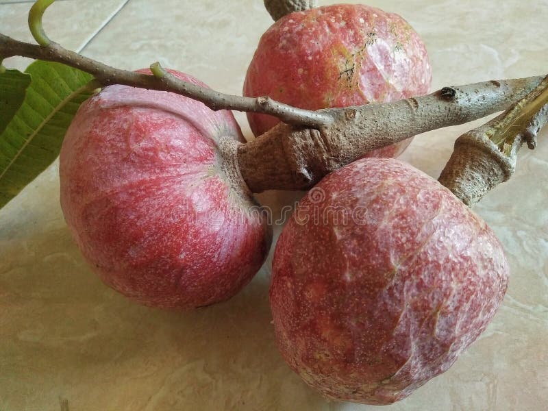 Ramphal Stock Photos - Free & Royalty-Free Stock Photos from Dreamstime