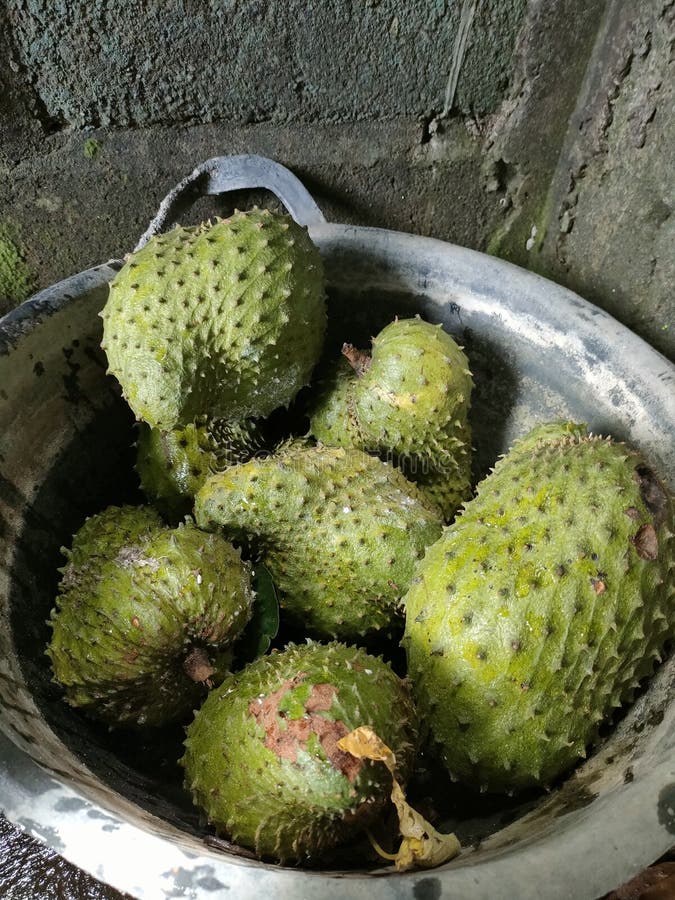 Fresh Soursop Fruit Just Picked from the Garden Stock Photo - Image of ...