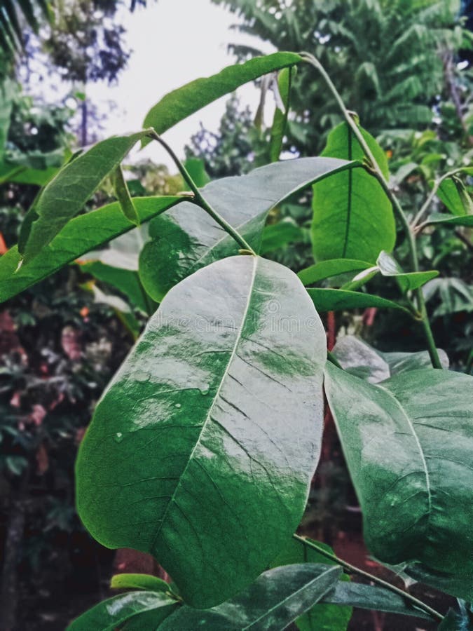 Fresh soursop leaves stock image. Image of green, leaves - 298799381