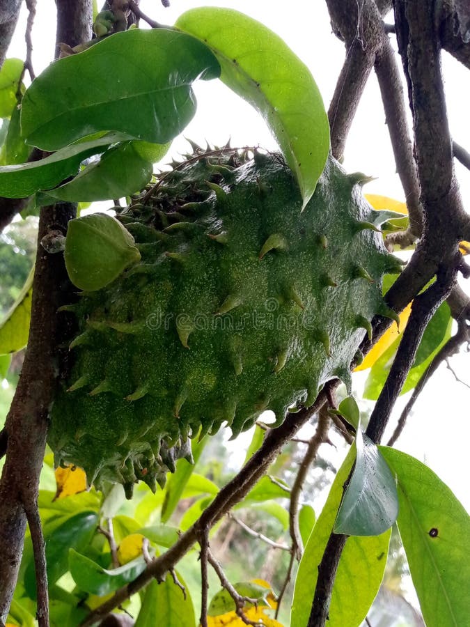 Fresh Soursop in Tasikmalaya in Indonesian Stock Image - Image of indo ...