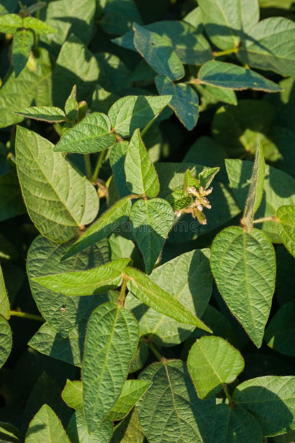 Fresh Soy Leaves Young Shoots with Future Flowers Stock Photo - Image ...