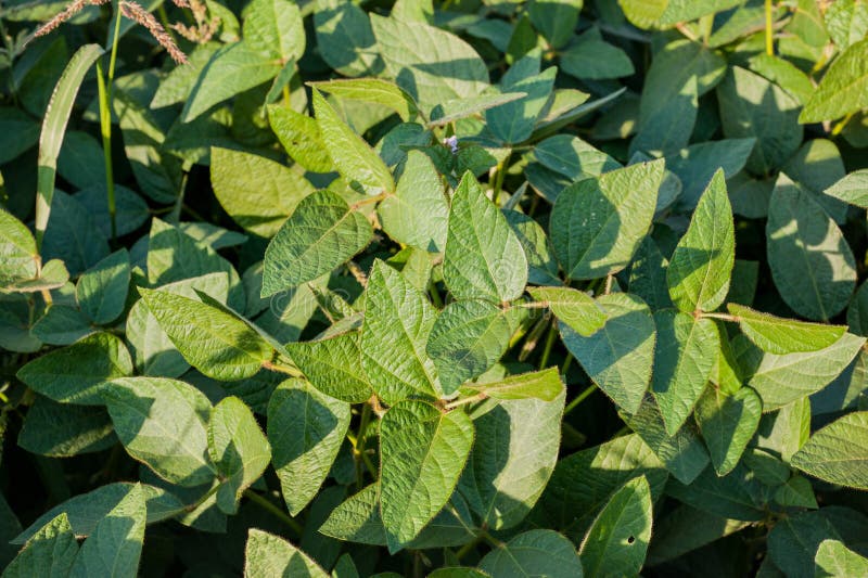Soy Leaves Young Shoots and Buds Close Up Stock Photo - Image of ...