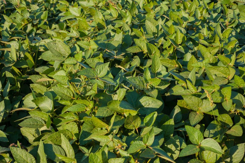 Fresh Soy Leaves, Young Shoots Close Up Stock Photo - Image of leaf ...