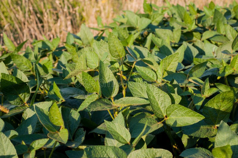 Fresh Soy Leaves, Young Shoots Stock Image - Image of closeup, legume ...