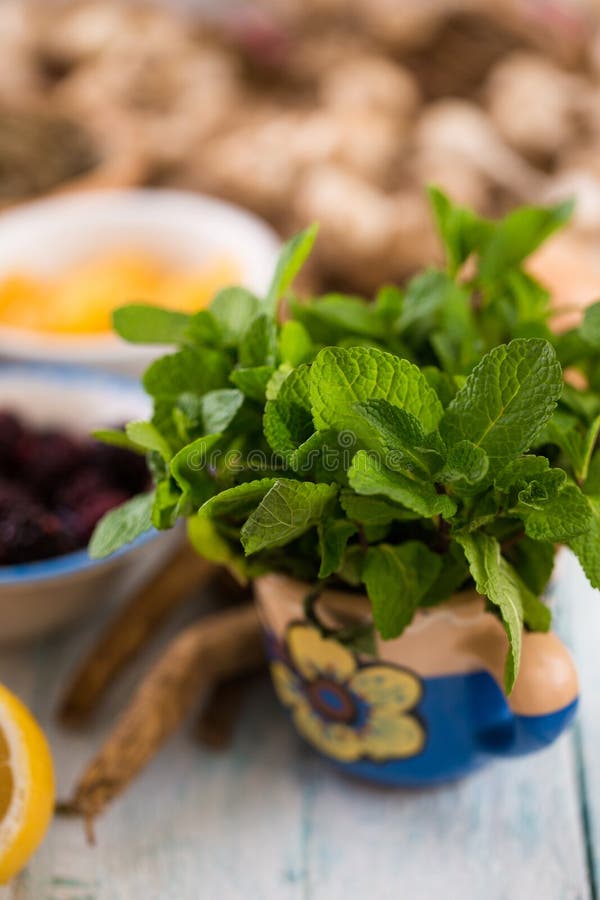 Fresh spanish mint leaves, stock photo. Image of medicine - 240354986