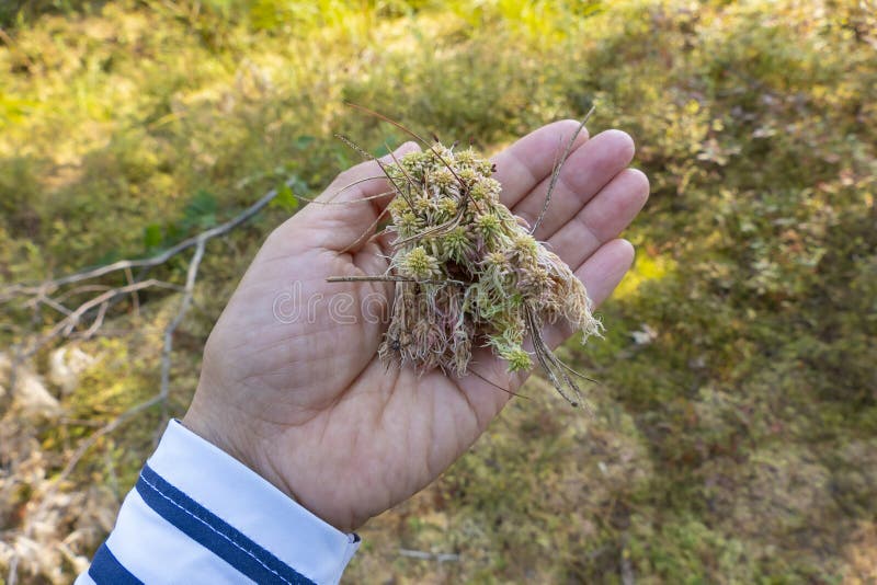 Fresh Sphagnum Moss stock image. Image of hand, produce - 336087745