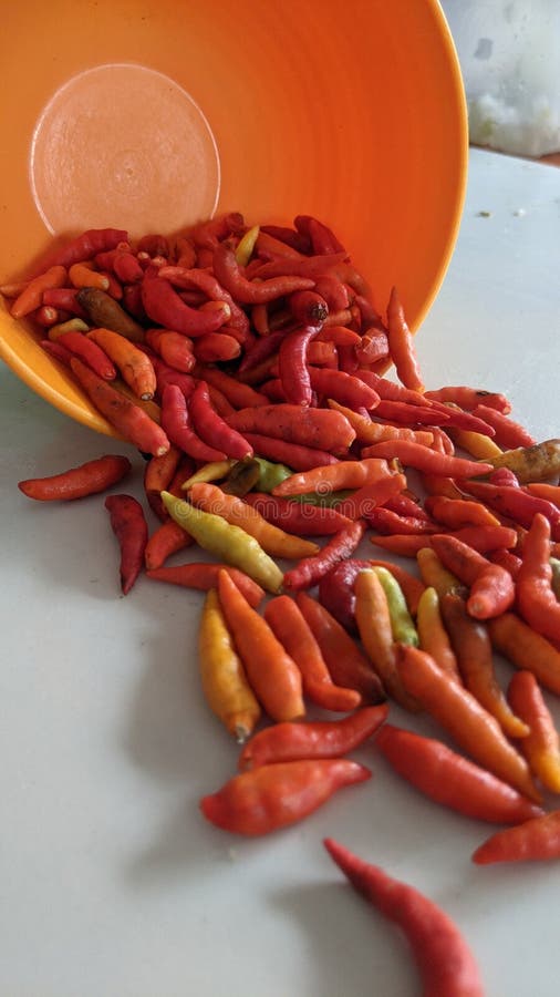 Fresh Spicy Chili Bird or Cabai Rawit Stock Image - Image of fresh ...