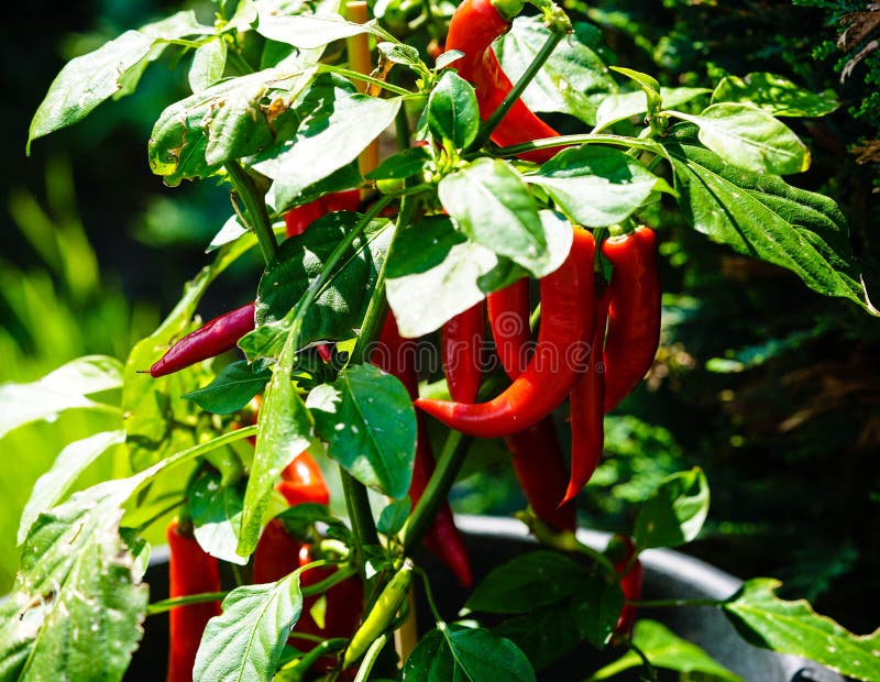 Spicy chilli pepper stock image. Image of green, cook - 315393357