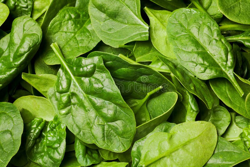 Fresh Raw Spinach Leaves Leafy Greens in Bowl on Duotone Yellow Orange ...