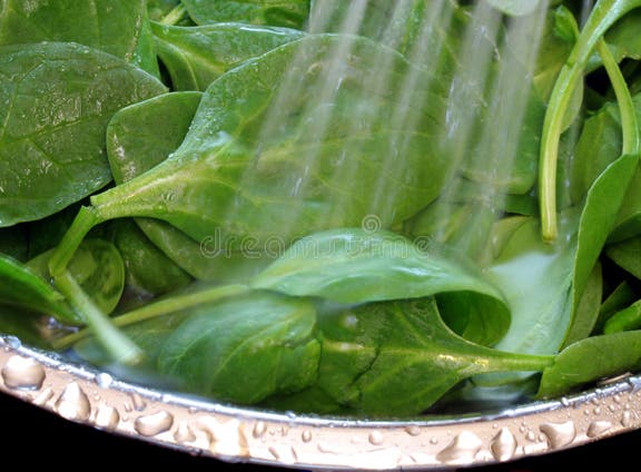 Fresh Spinach Being Washed stock photo. Image of leaf - 5840828