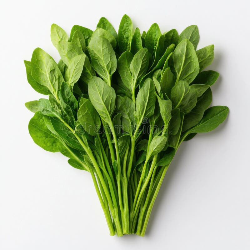 Fresh Spinach Bunch - Vibrant Green Goodness Stock Photo - Image of produce, salad: 382718742